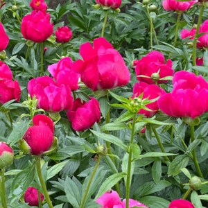 Pottery Coil Mug - Etsy