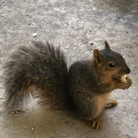 Blue Great Dane Night Art CANVAS Print Starry Night Dog Ready to Hang ...