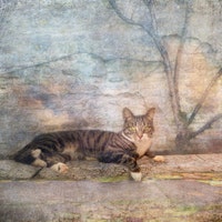 Rice Paper for Decoupage / Owls / Scrapbooking / Card Making ...