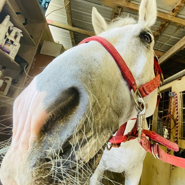 Halter for Hobby Horse With Reins / Lavender and Black Leather - Etsy