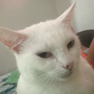 ADD ON ONLY Philodendon Plowmanii Starter Plant - Etsy