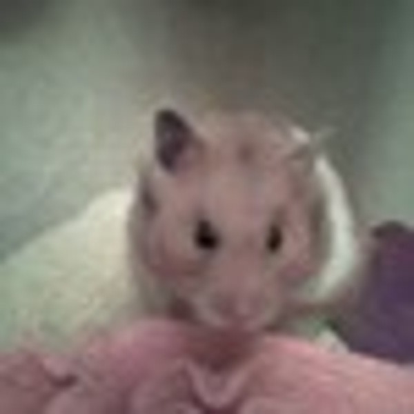 AUTUMN BLESSINGS... Journal Cover Greeting Card Christian Scripture Art ...