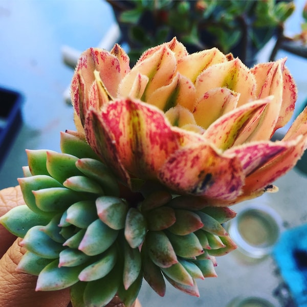 Yangmei 杨梅 Seeds Chinese Bayberry Scarified or Dehulled Your Choice ...