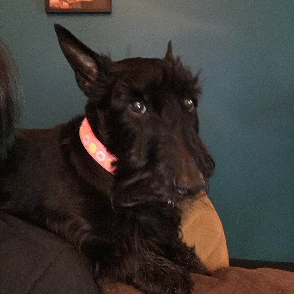 My Other Ride is A Tardis Vinyl Decal Tardis Bumper Sticker Dr Who ...