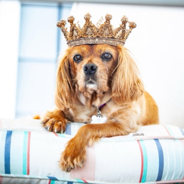 The Fight or Flight Response to the Brain, Brain Anatomy, Psychology ...