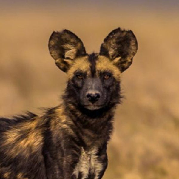 Michael Myers Kitty Cat Digital File Download, 80s, Horror Movie ...