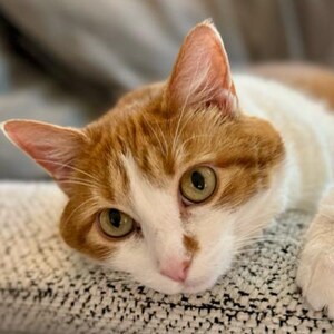 Lynel Mask Legend of Zelda SVG PNG DXF Cut File for Cricut Print & Cut ...