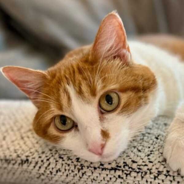 Lynel Mask Legend of Zelda SVG PNG DXF Cut File for Cricut Print & Cut ...