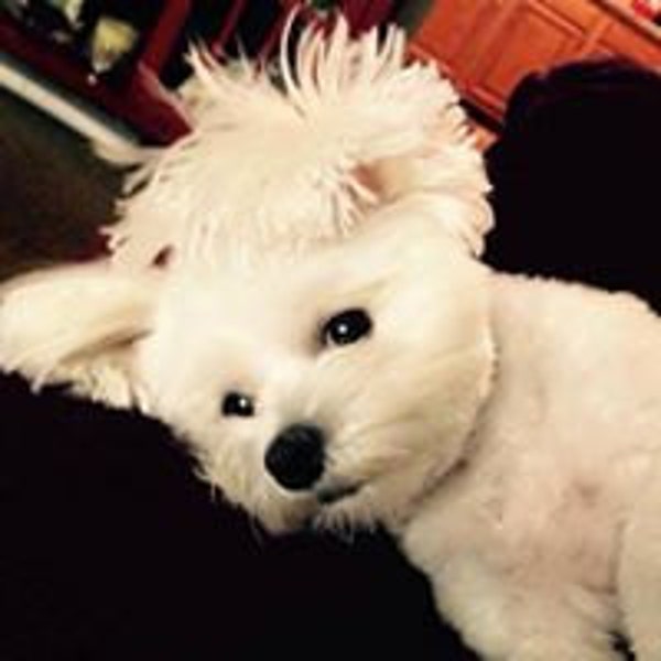 Bear Bottoms Welcome, Printable Bear Bottoms Welcome Wall Art, Brown ...