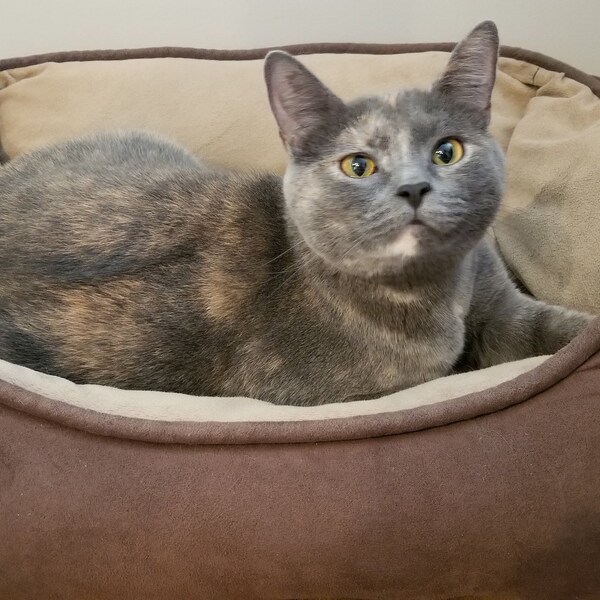 Guernsey Cow Shirt, Women, Men, Funny Cowboy Lover Gift, Cowdy, Cute ...