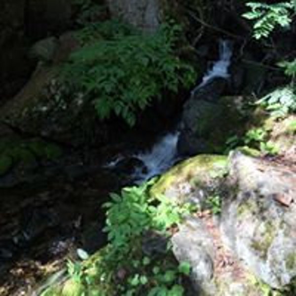 Treasured Threads by Amber Johnson 21 Piece Bundle Cotton Fabric Poppie ...