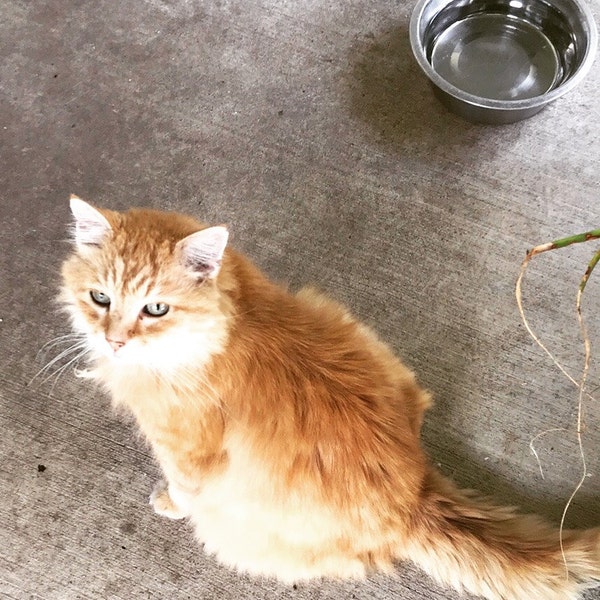 Sikuli Shawl Hand Knitting Pattern Digital Download - Etsy