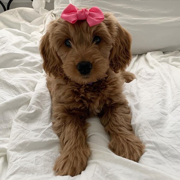 LDS Sealing Card Templateinstant Downloadeditable Wedding ...