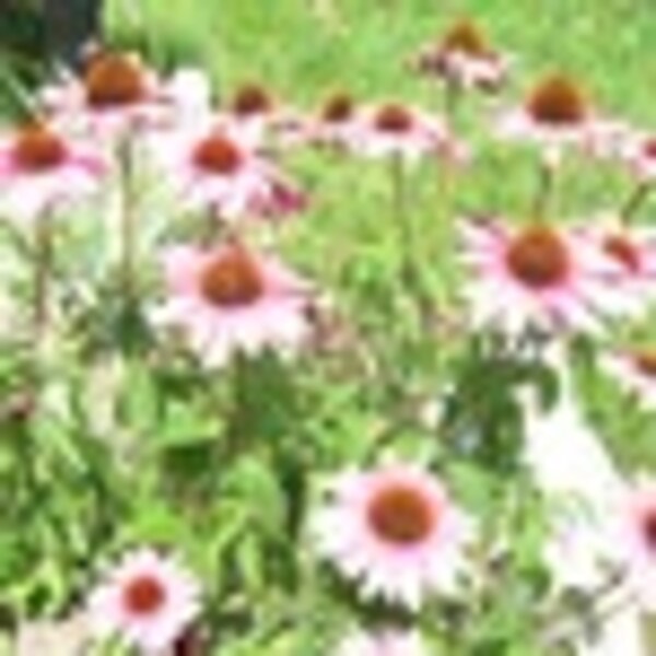 Han Shin Fur Co. Ltd Brooch - Etsy