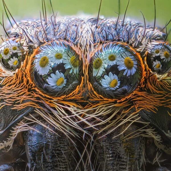 ARCANE JINX MONKEY monkey League of Legends Lol Jinx T-shirt Gamer T ...