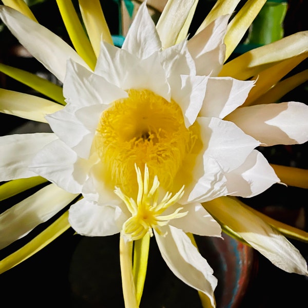 Flower of Life Mandala Window Cling Bird Strike Prevention Decals Set ...