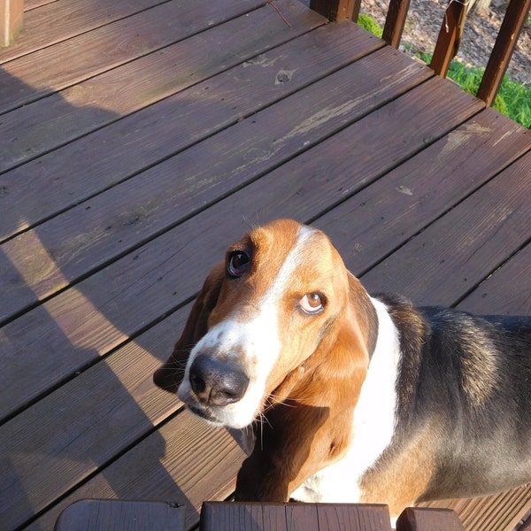 Vet Tech Gift, Best Vet Tech Ever, Gift for Vet Tech, Vet Technician Bag, Makeup Bag, Cosmetic ...