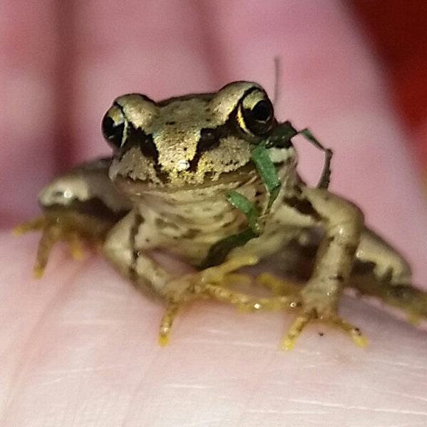 Horse Tooth Pendant, Silver Horse Tooth, Gold Horse Tooth,, Carved ...