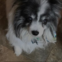 Scroll Saw Pattern Yorkshire Terrier Yorkie Planter, Animal Planter ...