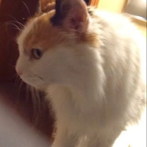 Medical Quilt Patterns - Etsy