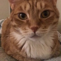 Crime Scene Cookie Cutter Serial Killer Cookie Cutter Police Detective ...