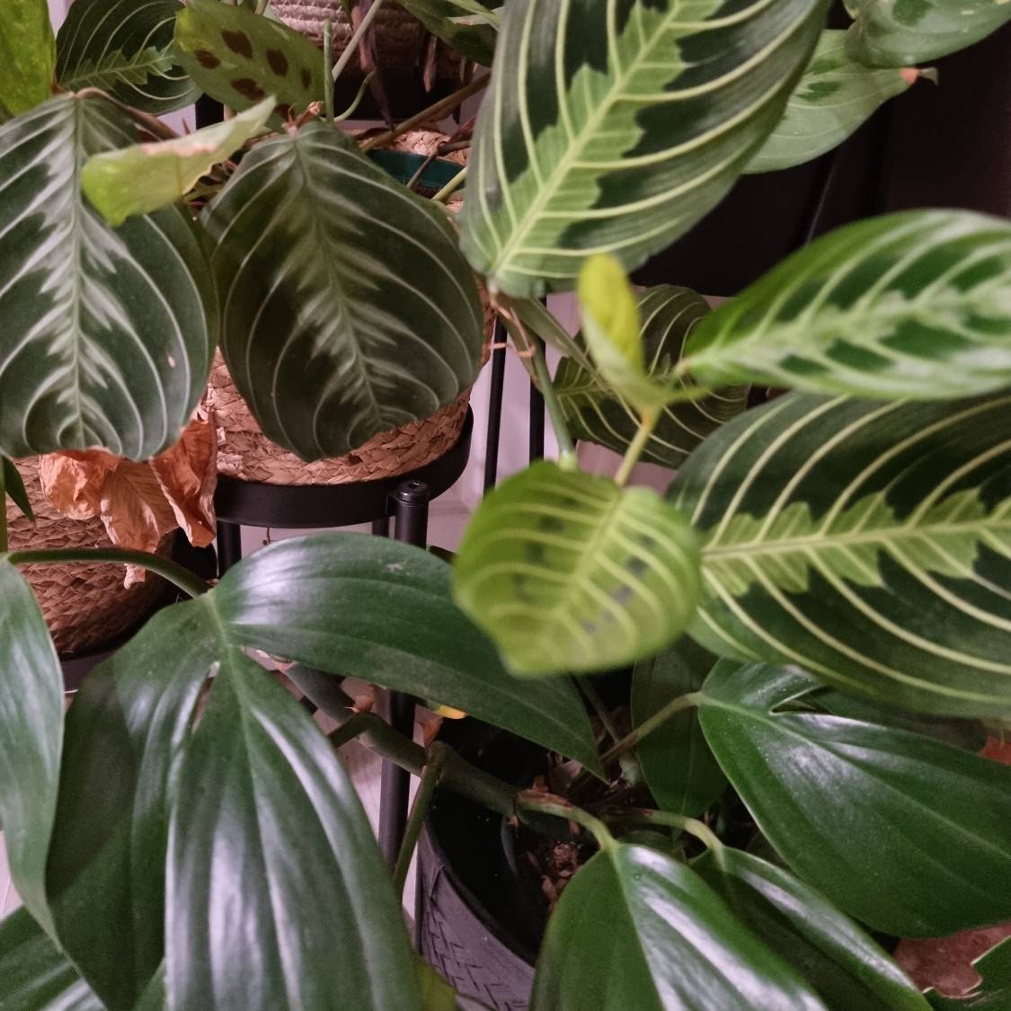 Polasleaves - Etsy