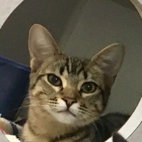 Giddy up Felt Pennant Vintage Wild West Cowboy Banner, Inspirational ...