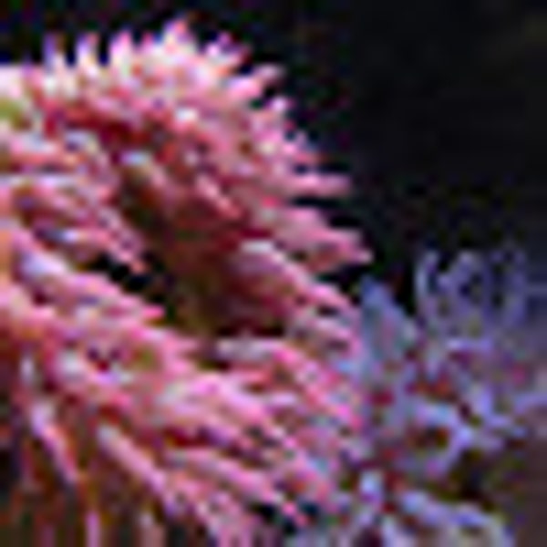 Reversible Tadpole Frog Crochet PATTERN ONLY Pdf DOWNLOAD Amigurumi ...