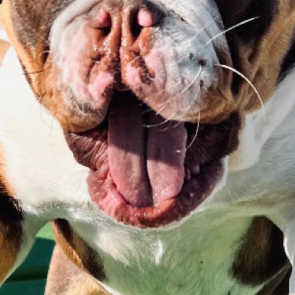 100 Small Cast Iron Horseshoe Cast Iron Metal Horseshoes Good Luck ...