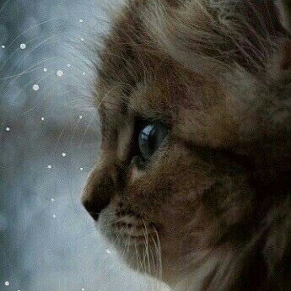 Printable Daily Routine Chart Visual Pecs Schedule, Morning Routine ...