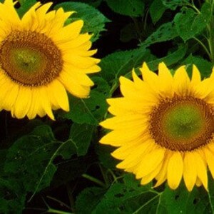 Women's Single Note T-shirt Black With Grey Logo - Etsy