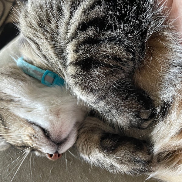 ILLINOIS Maze 5x7 Postcard Print Hand Designed by David Birkey Chicago ...