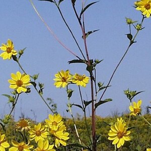 MAGICAL MUSHLINGS Desktop Wallpaper, Fantasy Mushrooms Computer PC ...