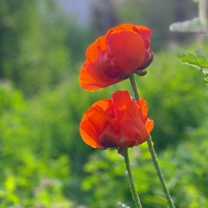 Autumn Corner Machine Embroidery Design 4 SIZES, Thanksgiving Corner ...