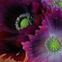 Black and Gold Digital Scrapbooking Kit, Clipart and Digital Paper ...