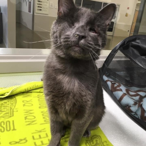 Articulated Tiger 3D Printed Fidget Toy Desk Decor, Pet Tiger Toy ...