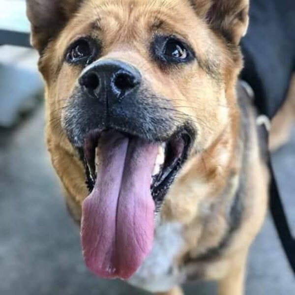 Live Frag Purple Fauchea Macro Algae Marine Saltwater Plant Reef ...