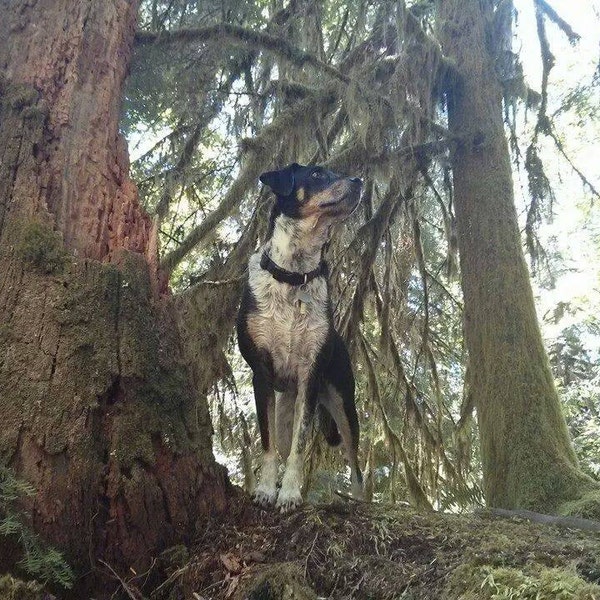 Paint a Realistic Robin in Watercolour, Step by Step PDF by Paul ...