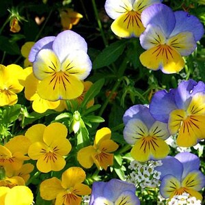 Doughnut Shop Sign - Etsy