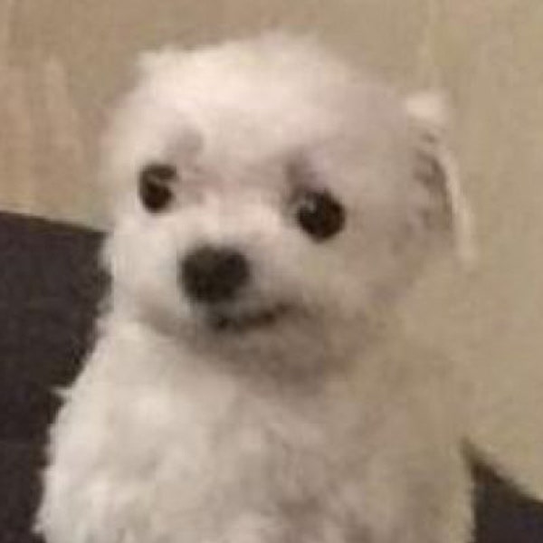 Samyang Spicy Noodle 8x8 Matte Art Print, Hot Fire Noodle Flavor, Asian ...