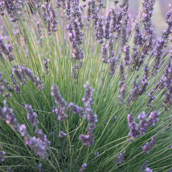 Subject Binder Covers, 10 Printable & Editable Binder Coversspines ...