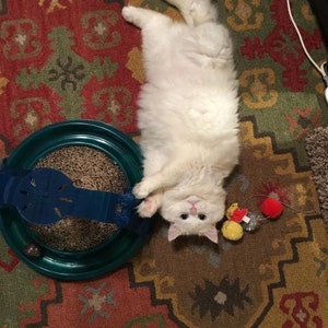 African Princess, Sara Forbes Bonetta, Victorian Woman African American ...