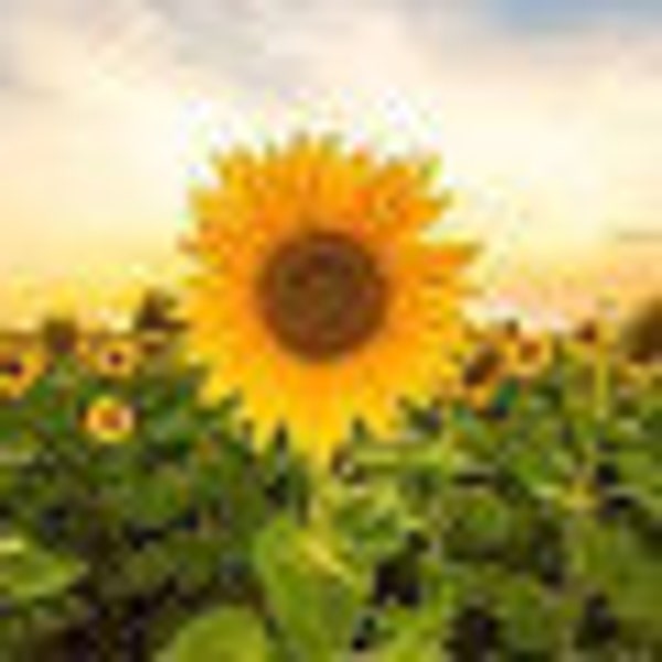 ITALIAN MONKEY POSTER, Toothpaste Ad, Antique Monkey Poster, Antique ...