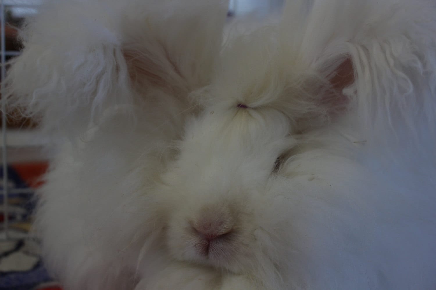 RabbitHollowFibers - Etsy