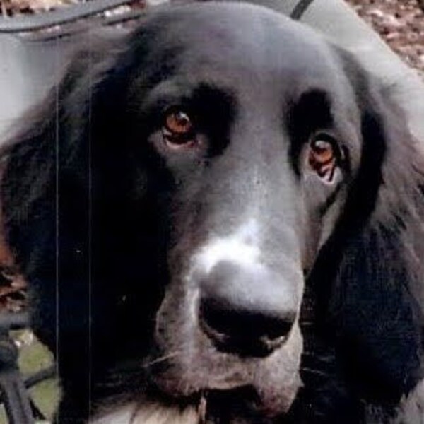 Original 1978 Battlestar Galactica Cylon Base Star Ship Model ...