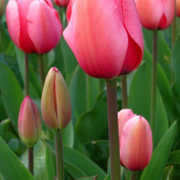 365 Days Until Summer Countdown, Summer Countdown Blocks, Custom Summer ...