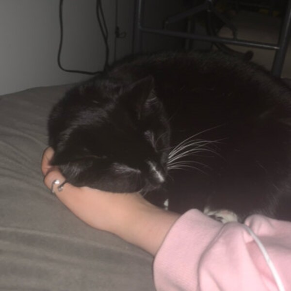 Digital Download Plans for Luxury Bunny Cubby Free Roam Rabbit Cat Home ...