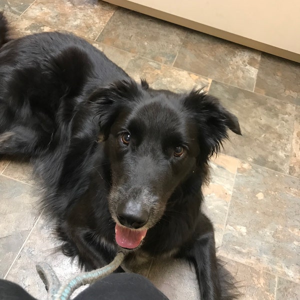 3.75 5 Solid Brass Pure Copper Black Bronze Cabinet Pulls Handles Knob ...