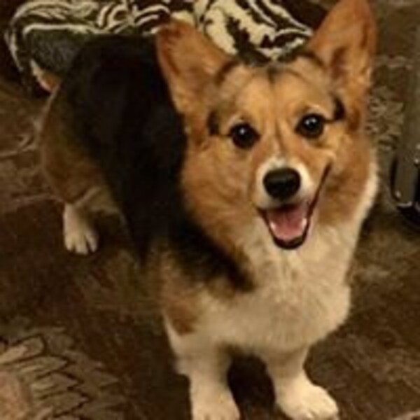 Corgi Mini Journal , Corgi Gifts, Dog Journal, Dog Notebook, Journal - Etsy