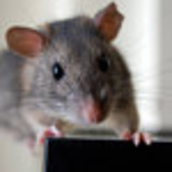 NUDE IN WHITE, Signed Giclee Fine Art Print, Woman, Original Figure ...